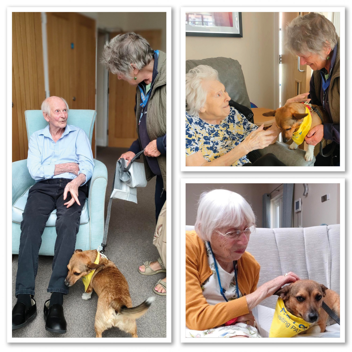 PAT dog - Carlton Hall